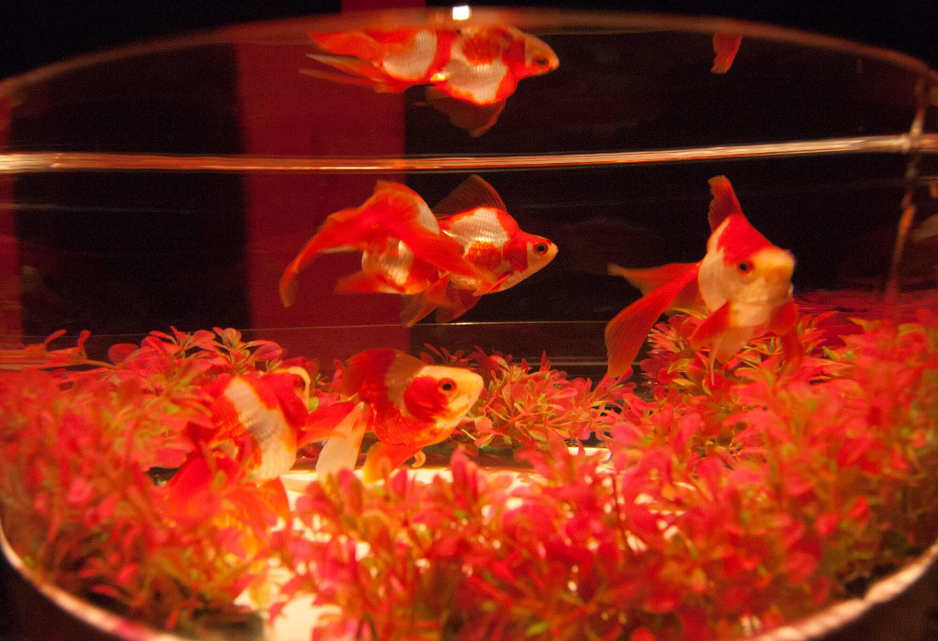 Discover the modern Japanese art of goldfish with ART AQUARIUM - Kawaii ...
