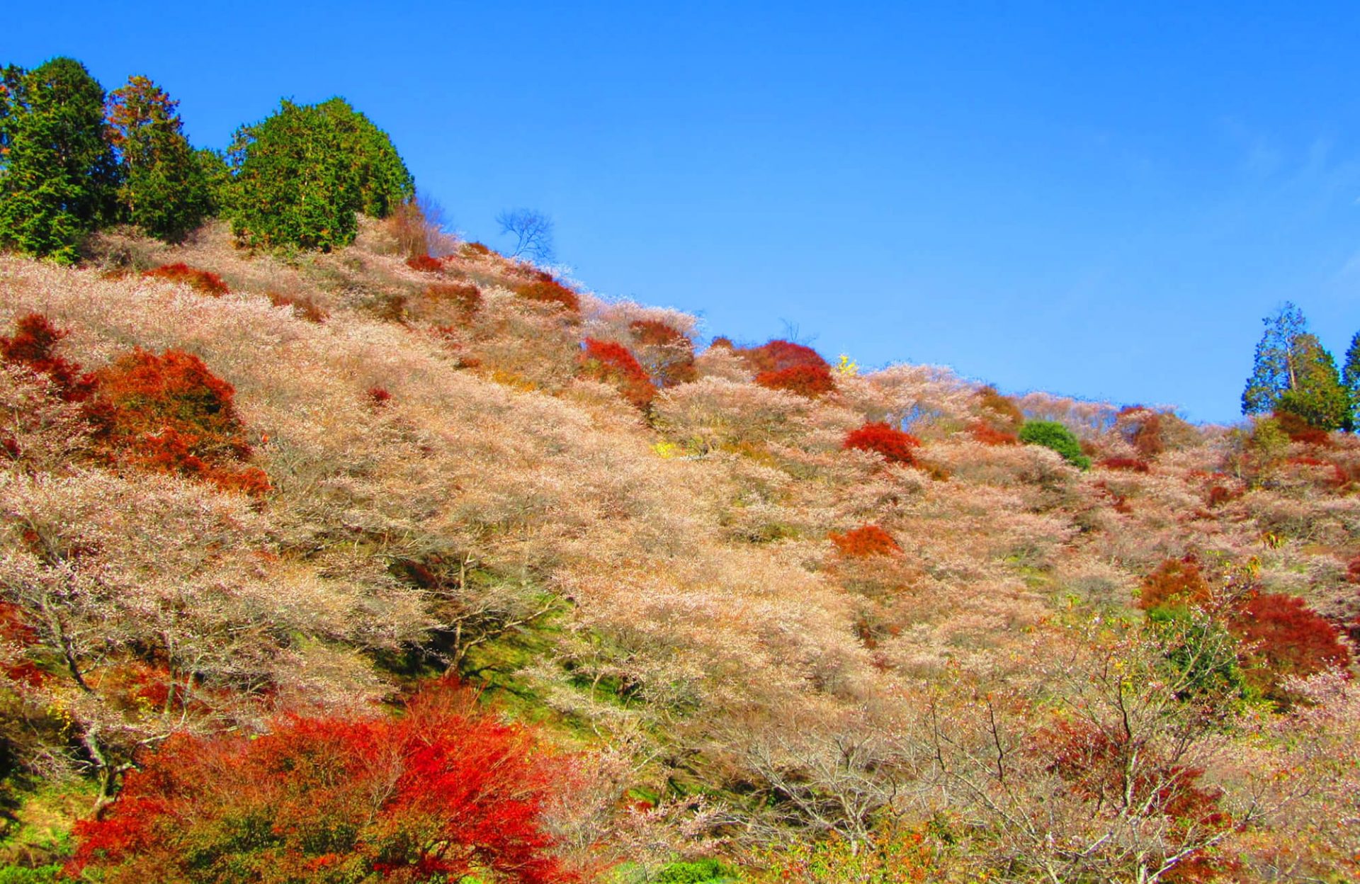 Los 10 mejores lugares donde ver las hojas del otoño en Aichi | Kawaii ...
