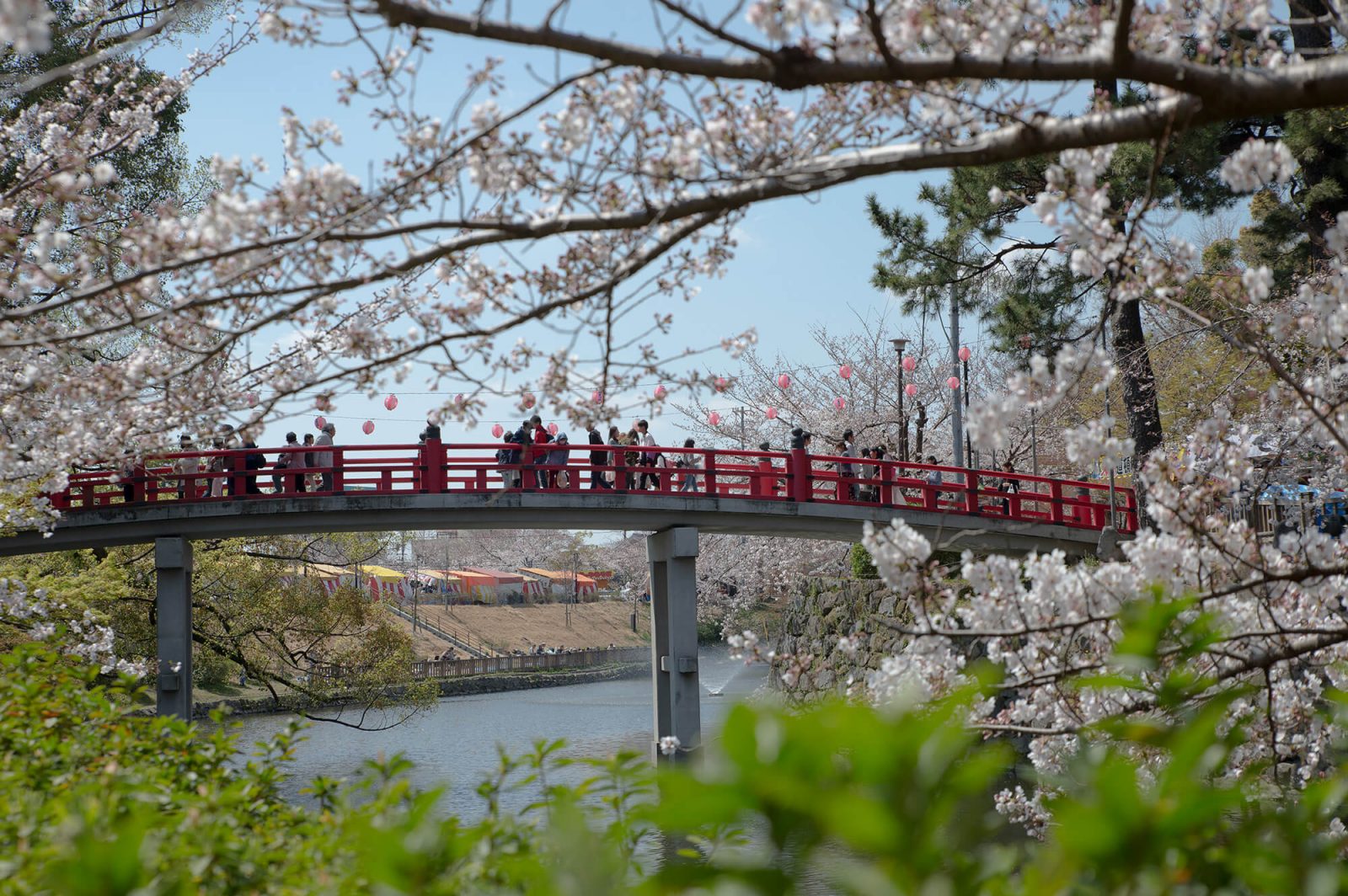 15 Best Cherry Blossom Spots In Aichi Kawaii Aichi Travel To Aichi Prefecture Visit Aichi