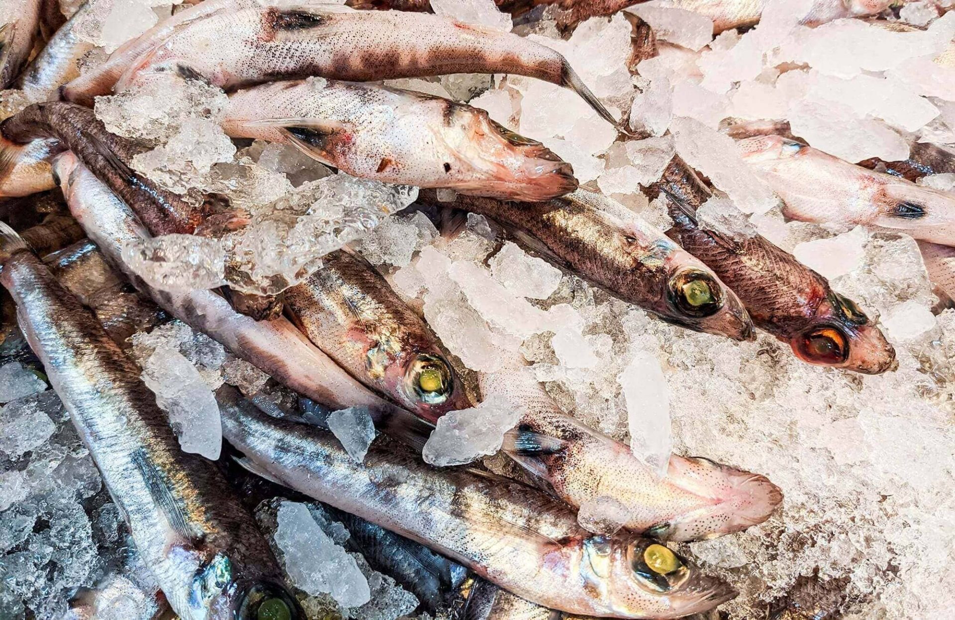 Gamagori, a Seaside Destination With the Freshest Local Food - Kawaii ...